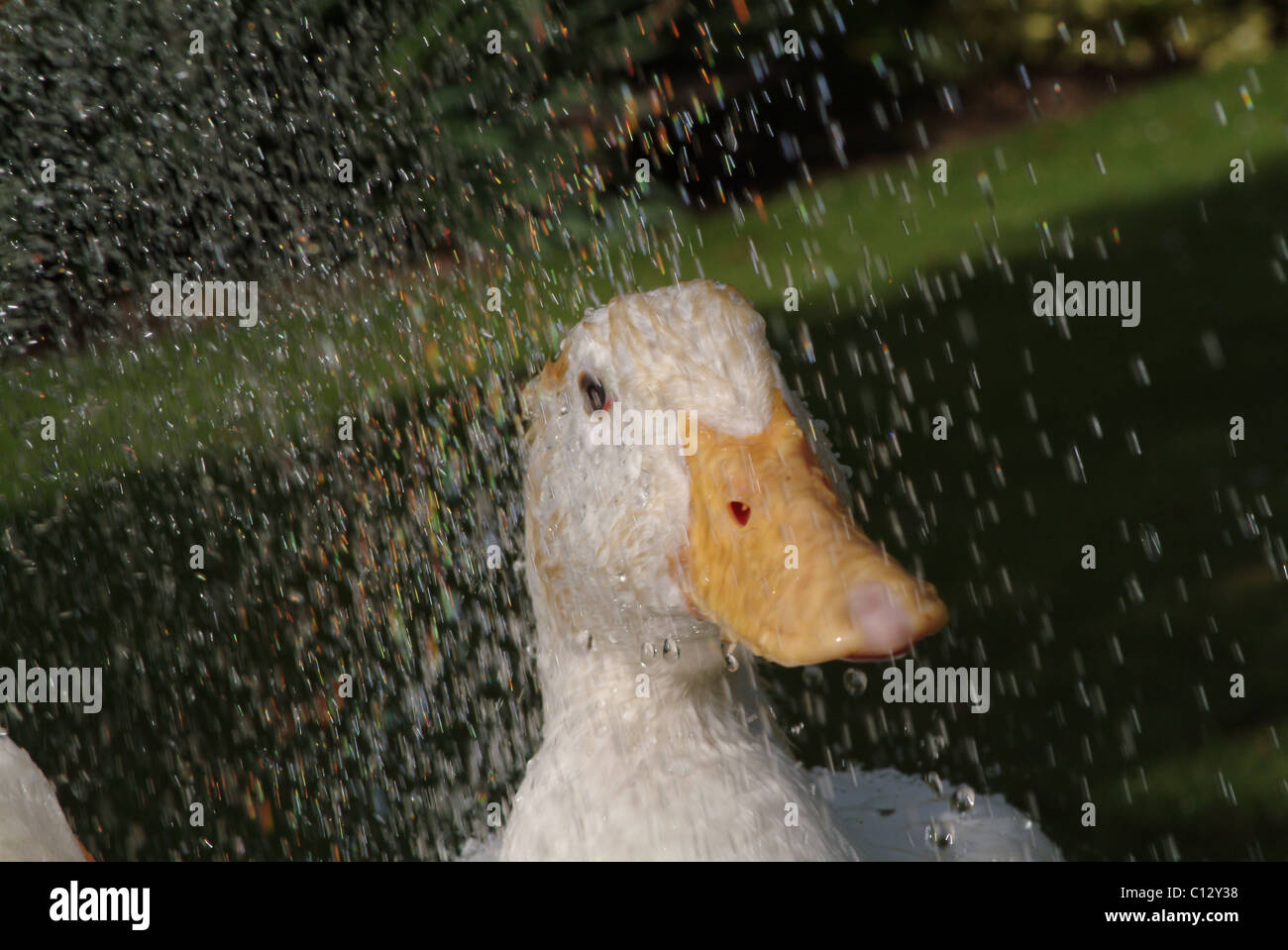 Duck having a bath under a hosepipe Stock Photo - Alamy