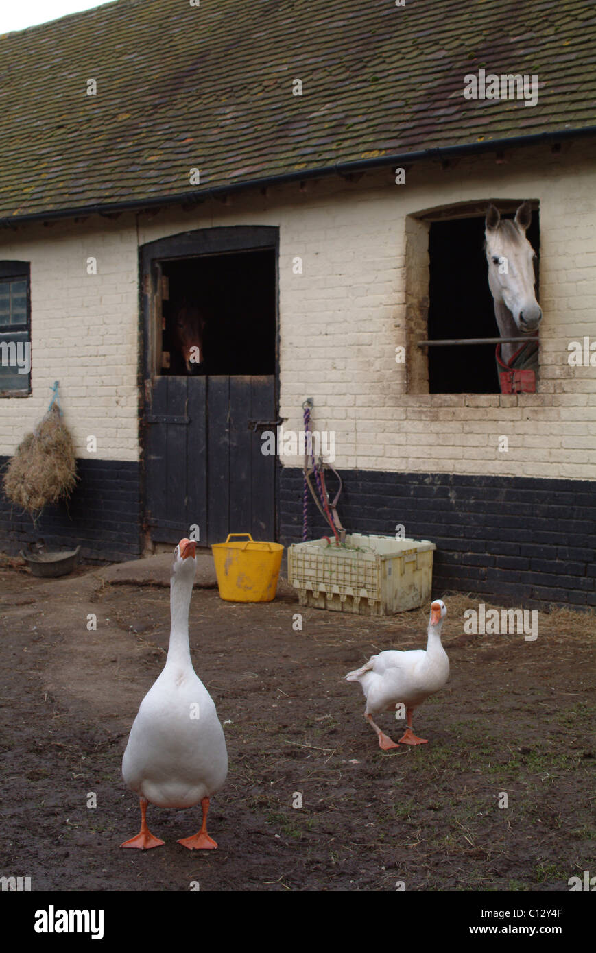 Geese patrolling stables Stock Photo - Alamy