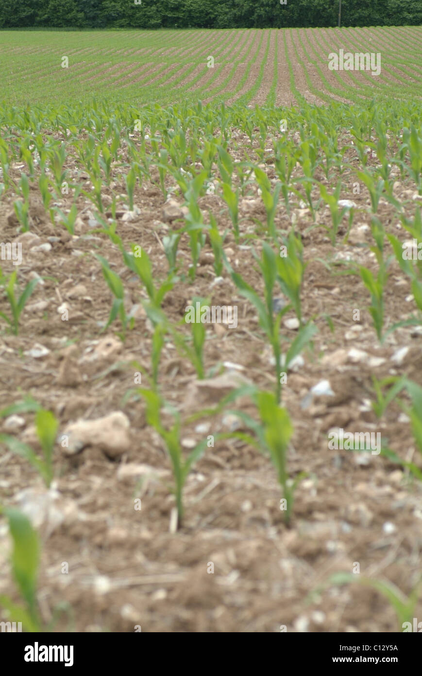 Rows of growing maise Stock Photo - Alamy