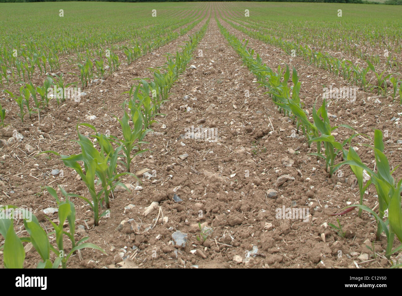 Maise hi-res stock photography and images - Alamy