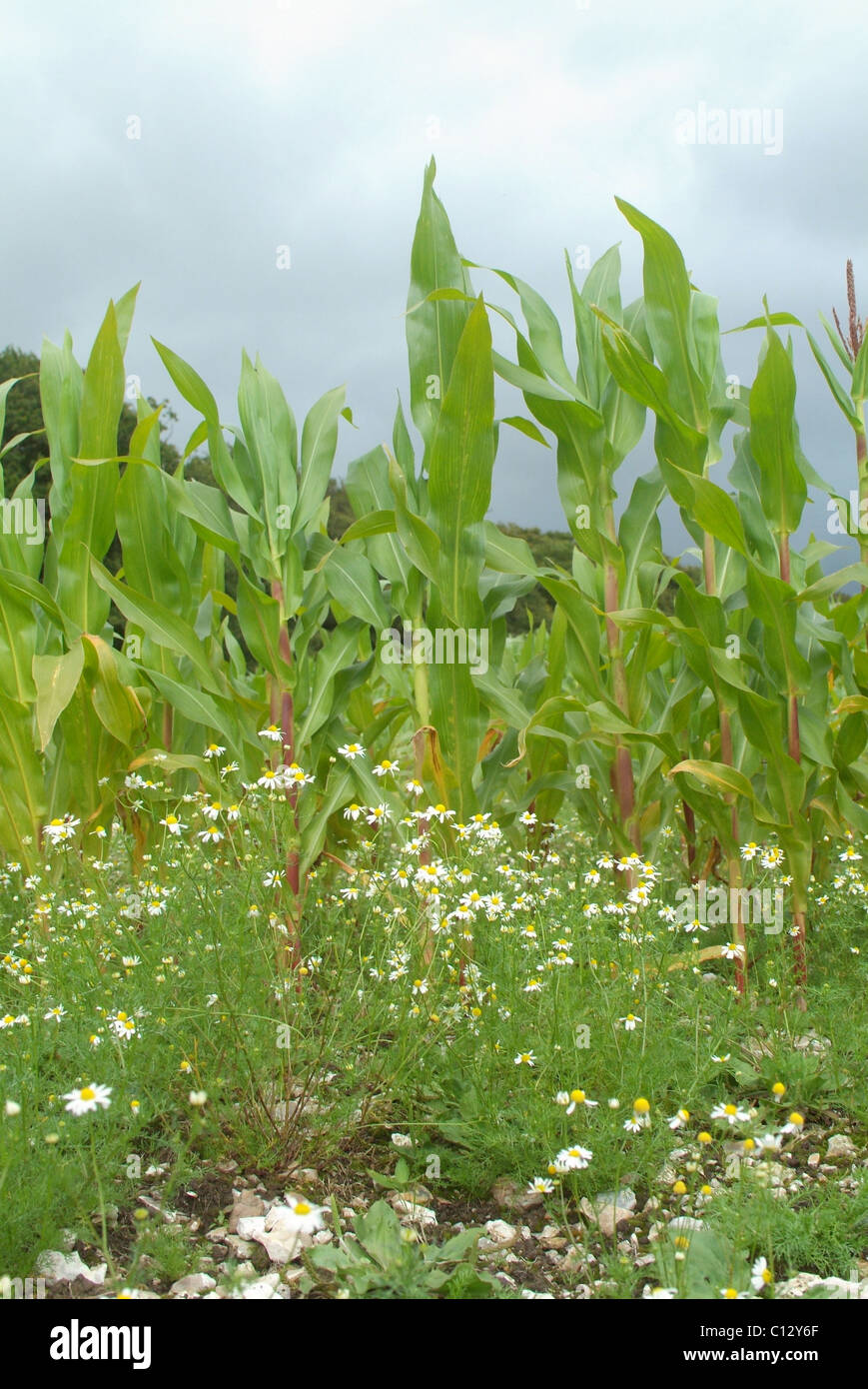 Cover Crop Maize Stock Photos & Cover Crop Maize Stock Images - Alamy