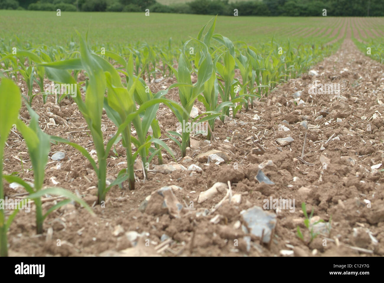 Rows of growing maise Stock Photo - Alamy