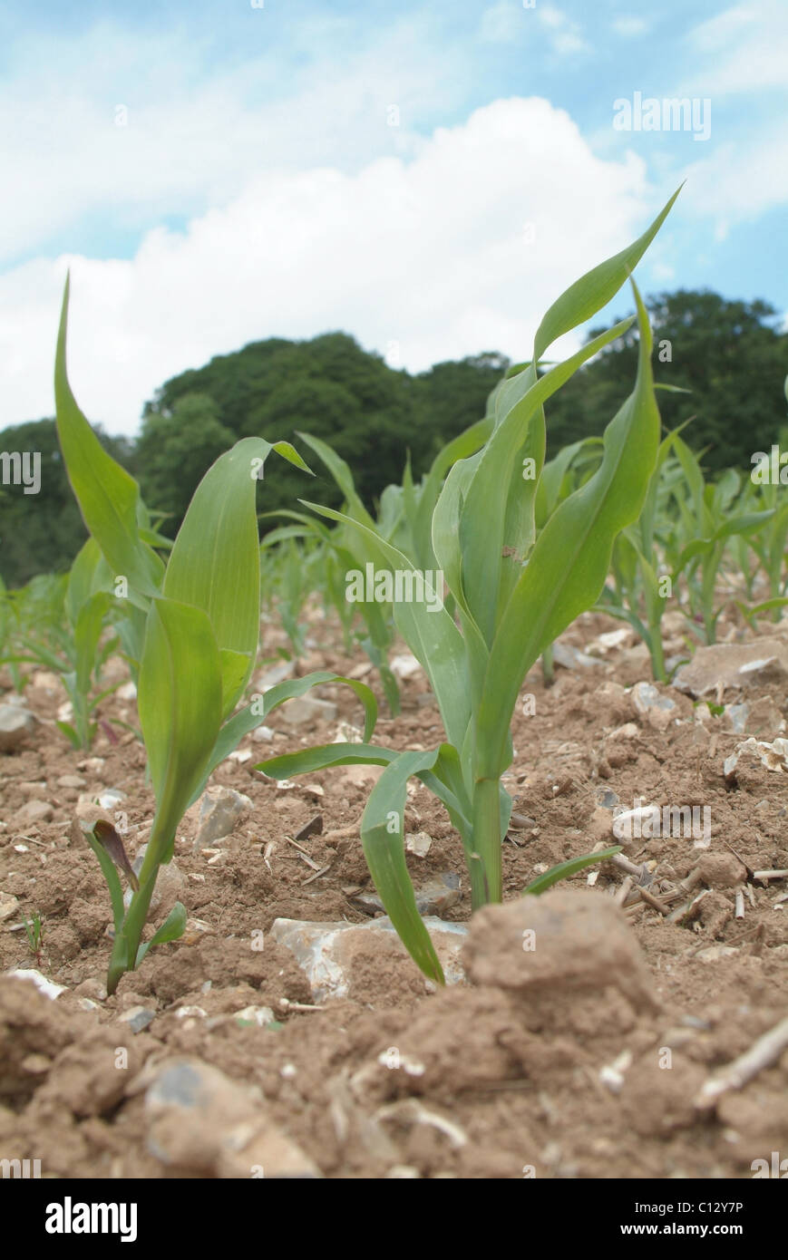 Rows of growing maise Stock Photo - Alamy