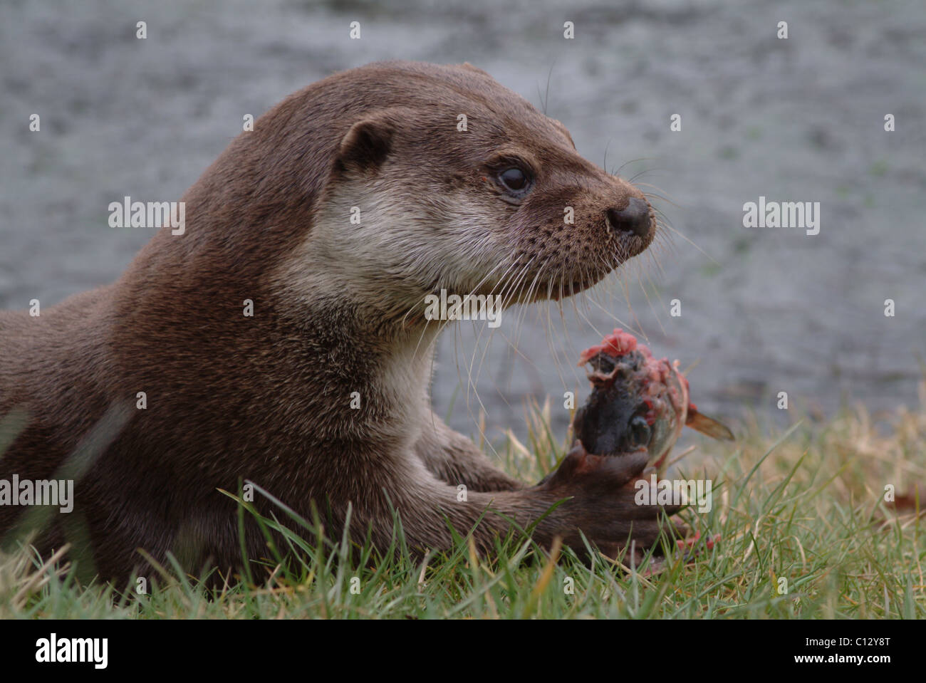 Otter eating fish Stock Photo - Alamy