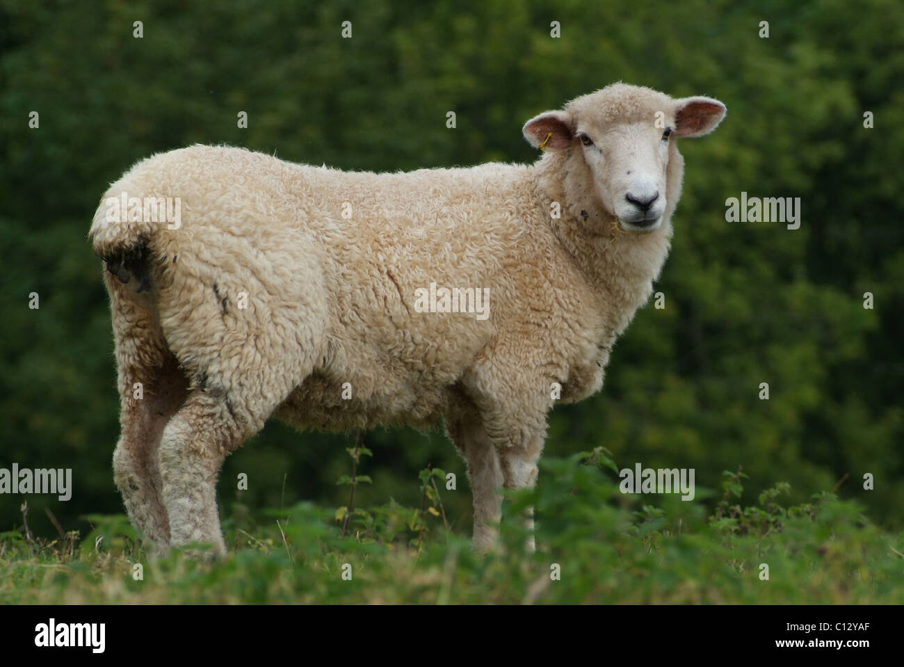 Portrait of a sheep Stock Photo - Alamy