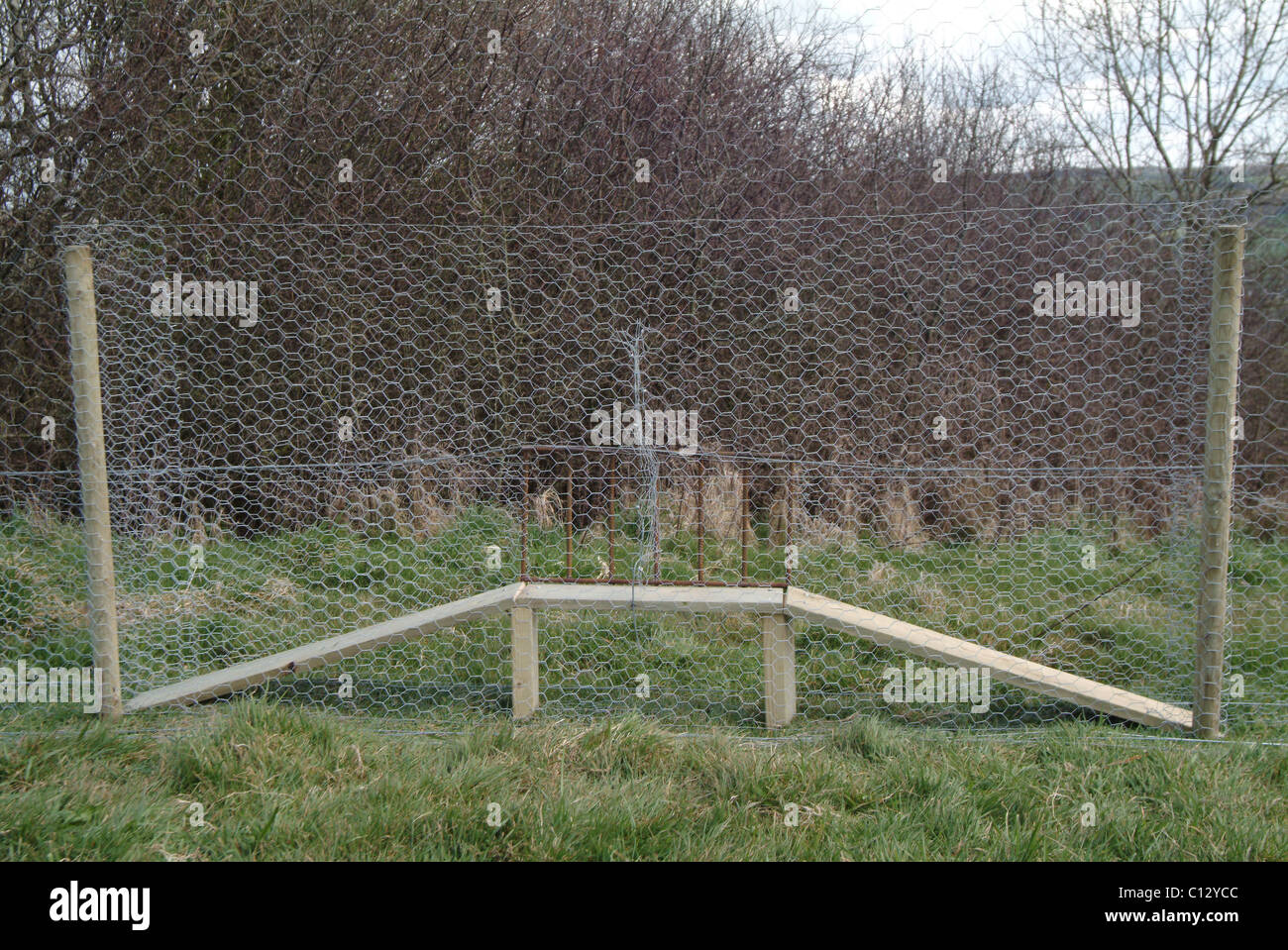 Fox and pheasant hi-res stock photography and images - Alamy