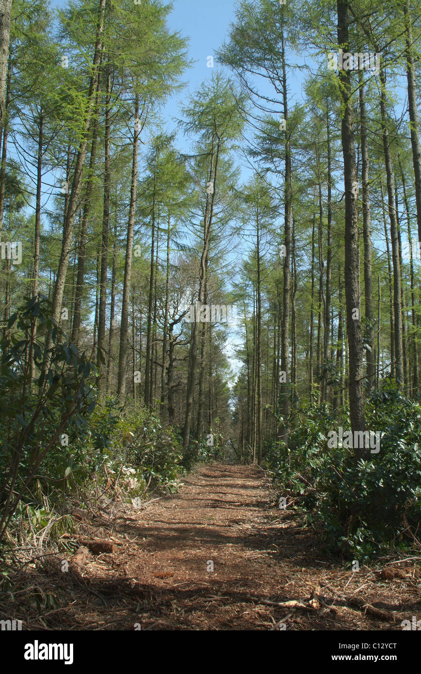 Ride through the woods hi-res stock photography and images - Alamy