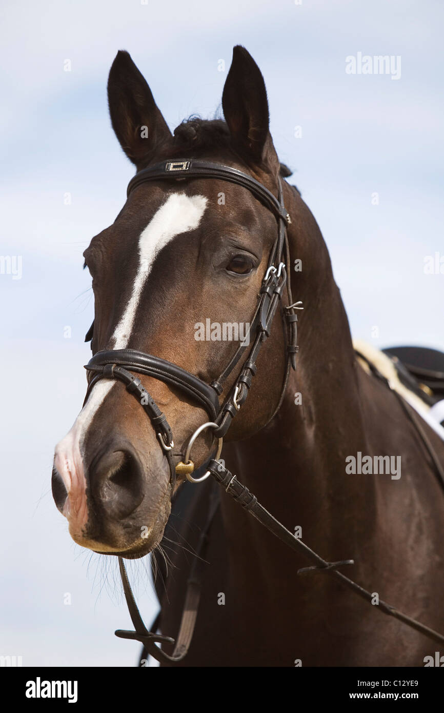 portrait of brown horse Stock Photo - Alamy