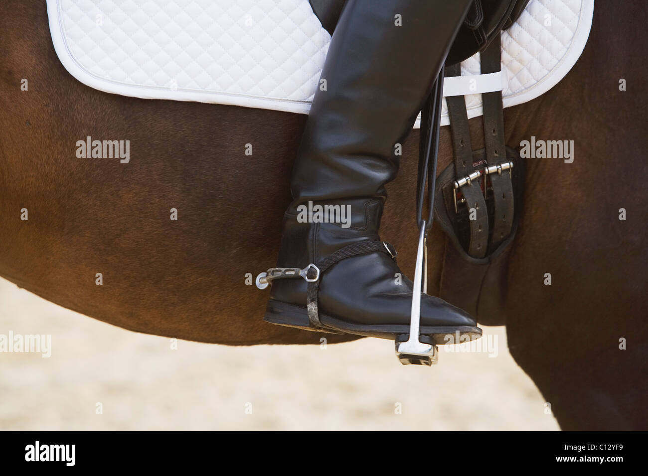 detail of female dressage rider on horse Stock Photo - Alamy