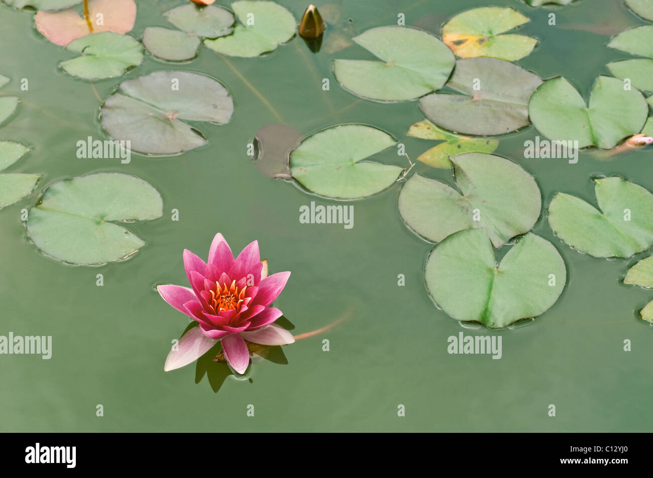 Rene pond hi-res stock photography and images - Alamy