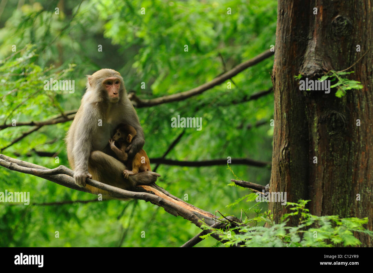 Zhangjiajie national park macaque hi-res stock photography and images ...