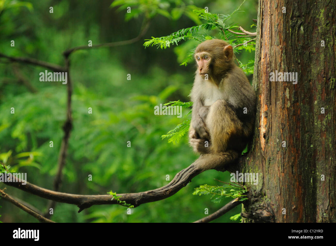 rhesus macaque on tree in Wulingyuan National Park in Hunan province of ...