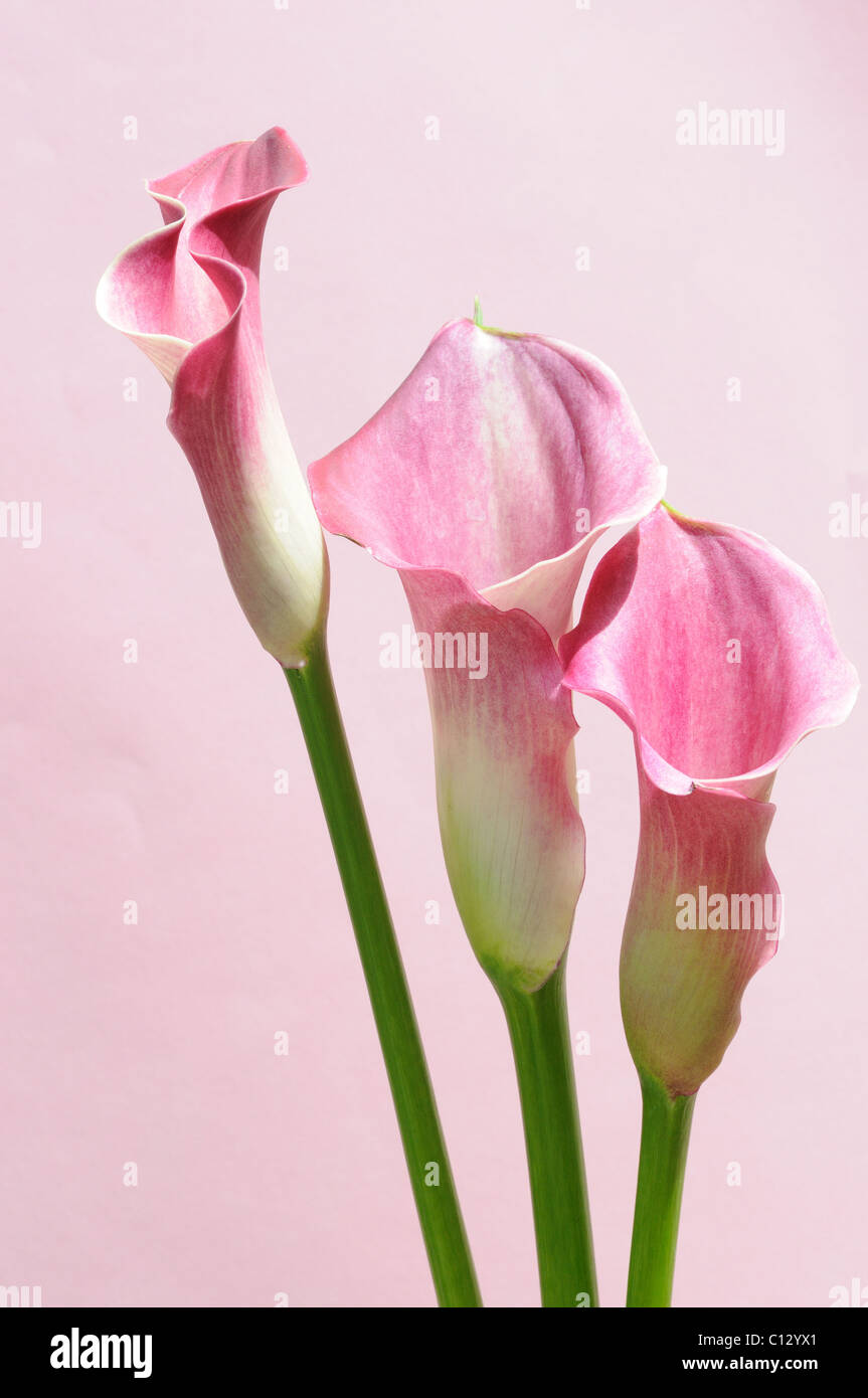 group of three calla lillies on a pink background Stock Photo - Alamy