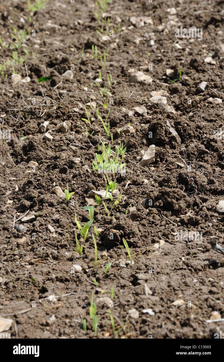 Sorghum game cover sprouting Stock Photo - Alamy
