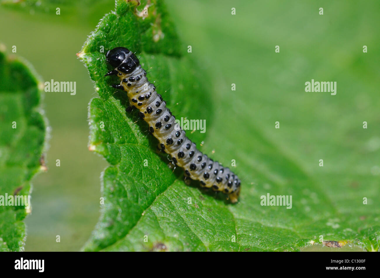 Leaf eating insects hi-res stock photography and images - Alamy