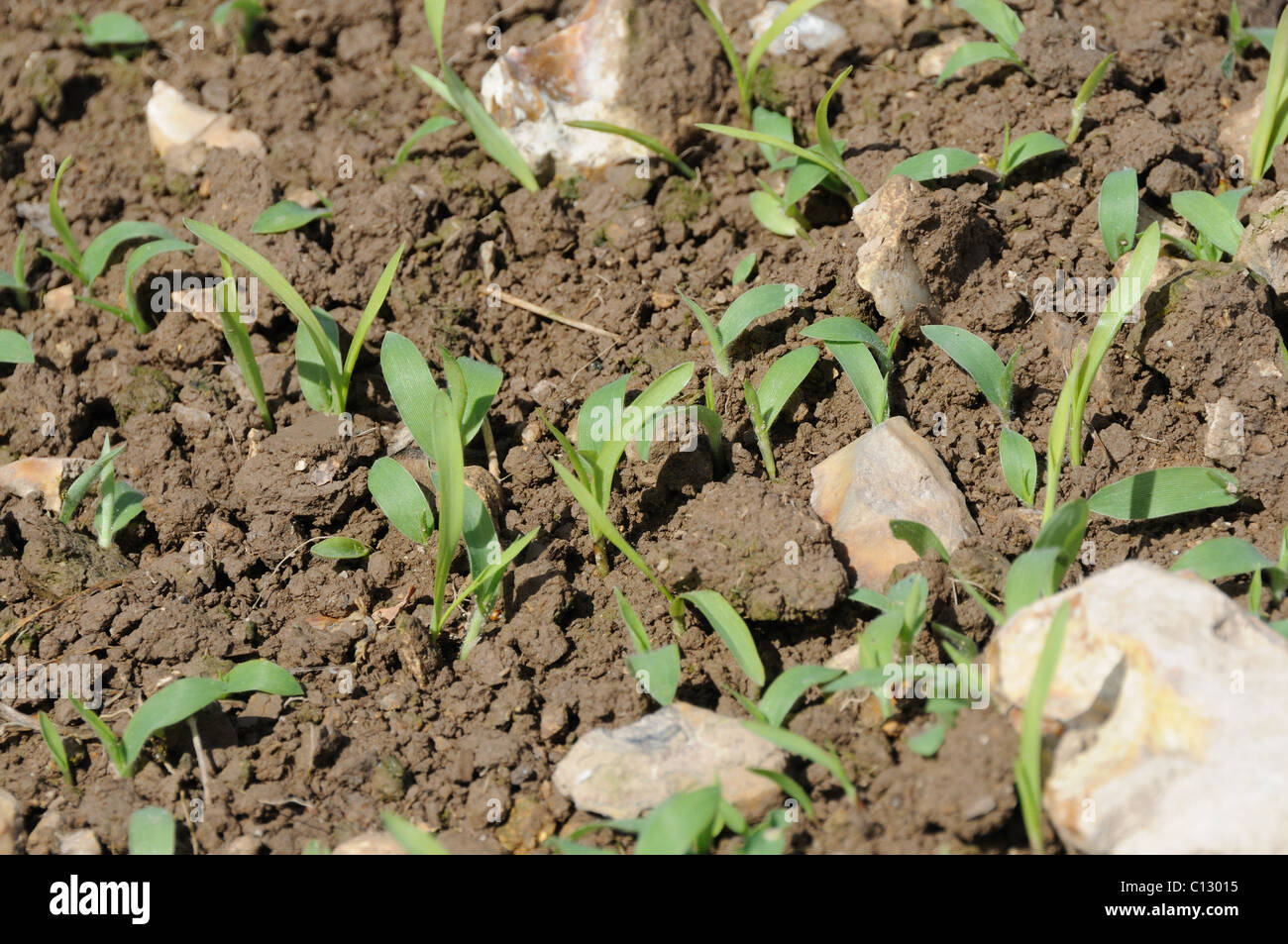 Sorghum game cover sprouting Stock Photo - Alamy