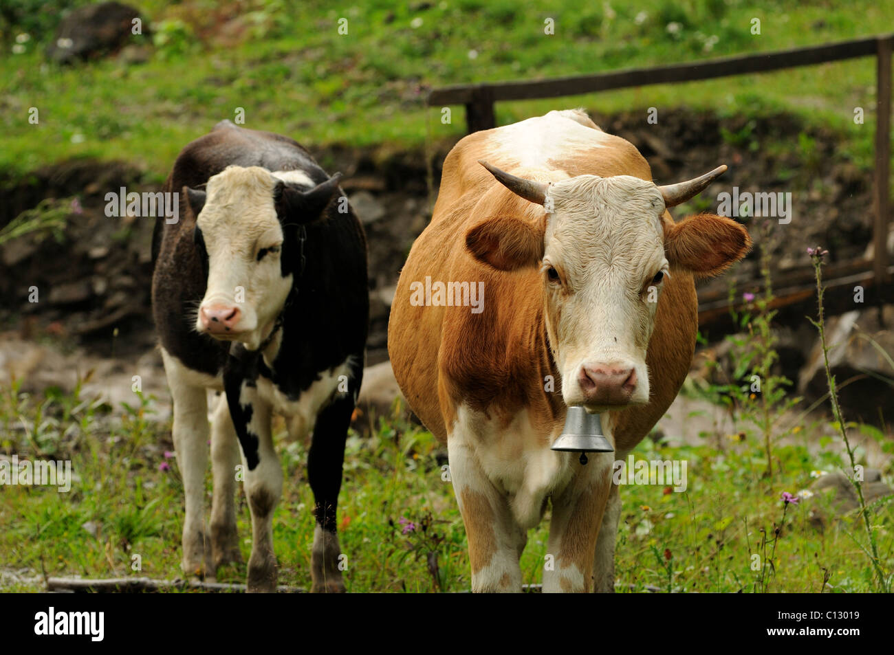 portrait of cows in dzembronya area of ukraine Stock Photo - Alamy