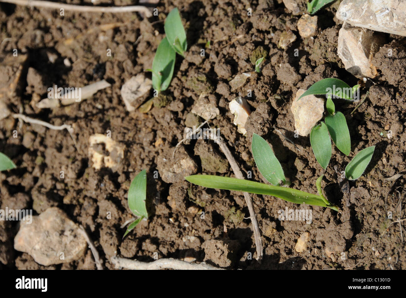 Sprouting crops hi-res stock photography and images - Alamy