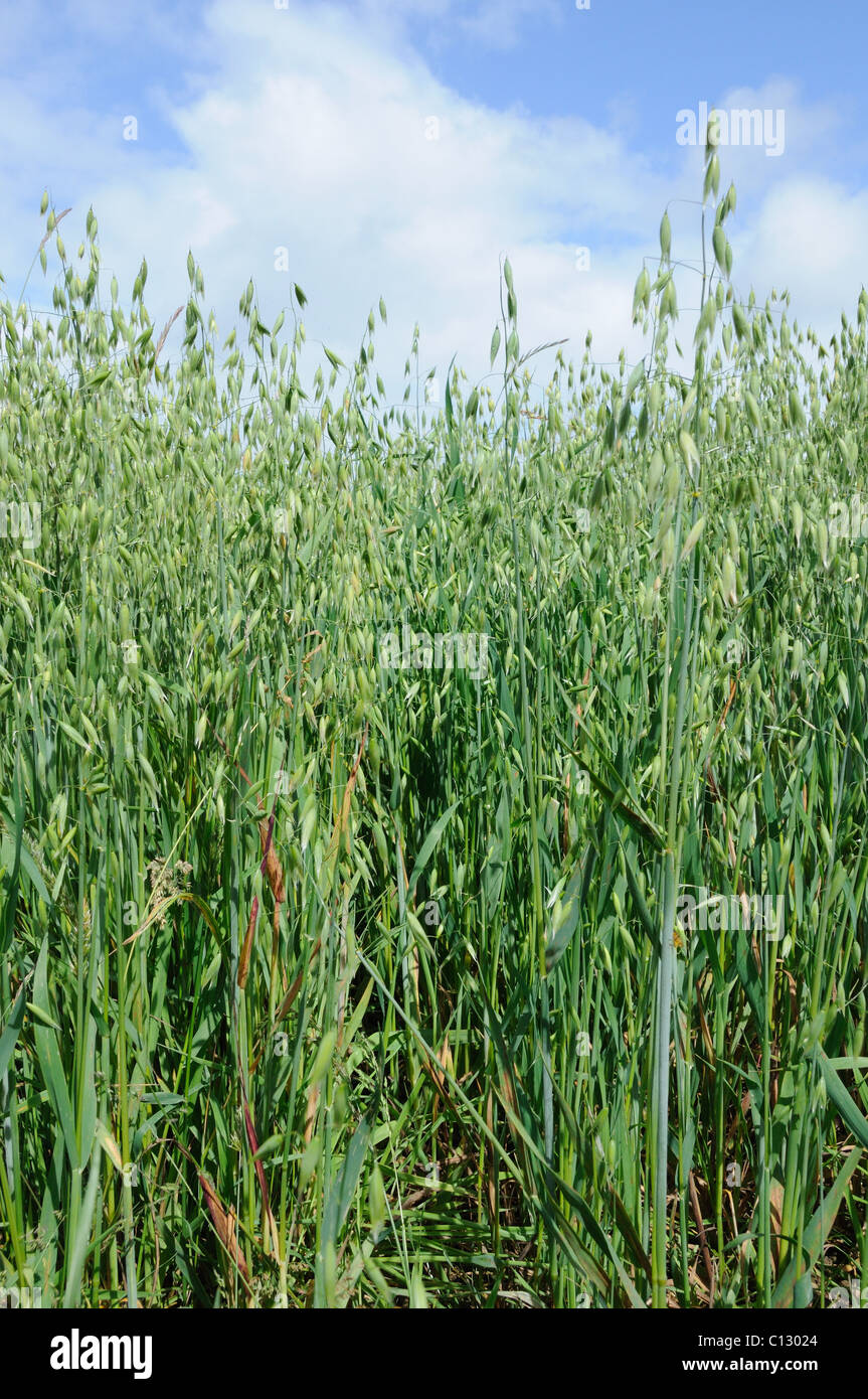Field of oats Stock Photo - Alamy