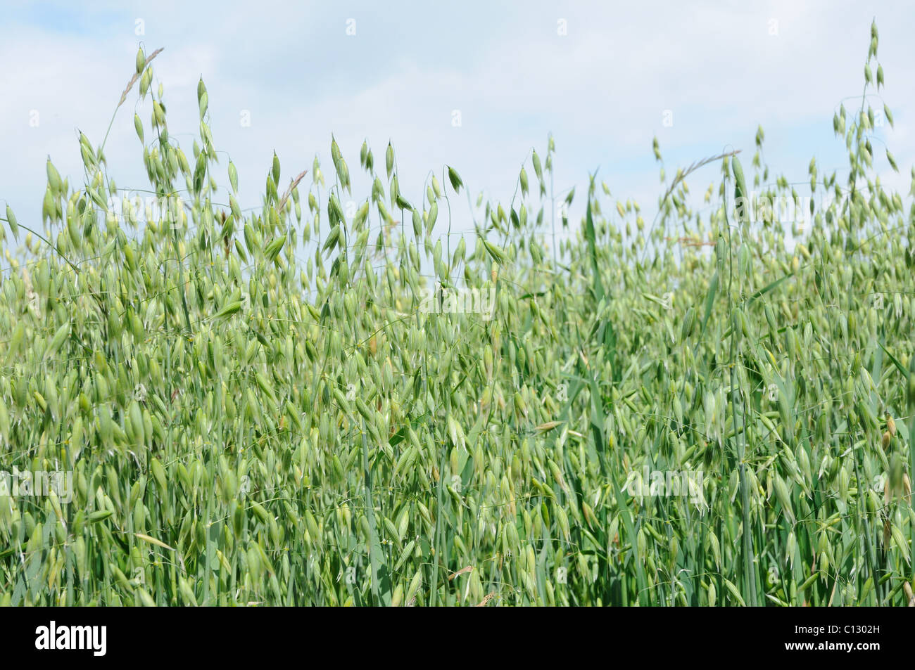 Field of oats Stock Photo - Alamy