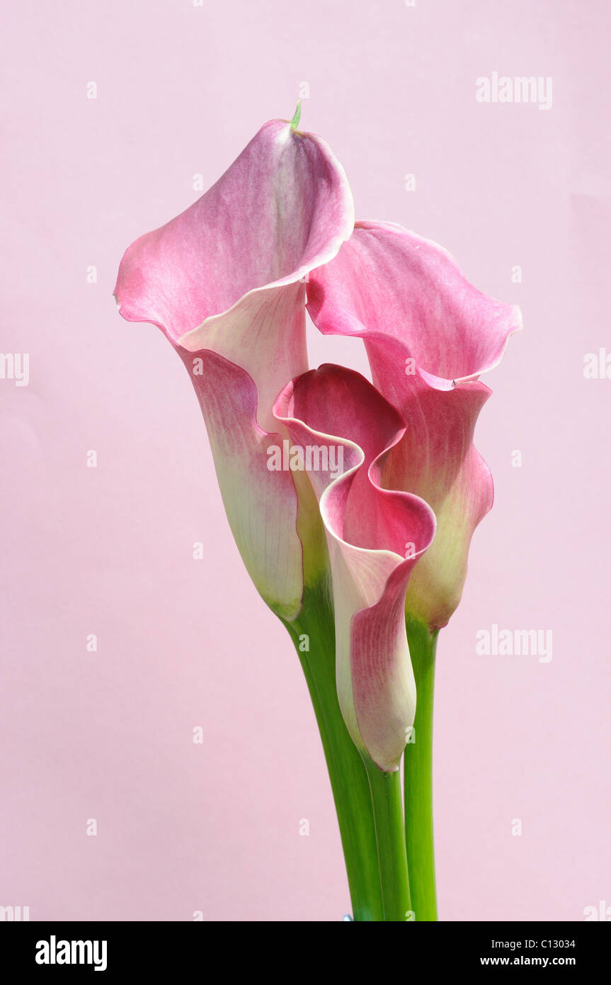 group of three calla lillies on a pink background Stock Photo - Alamy