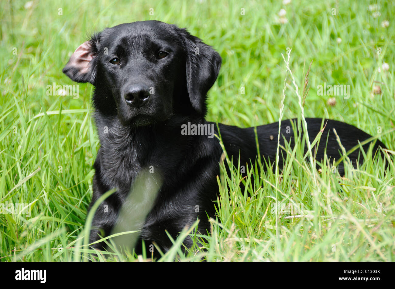 Black labrador laying down in some grass Stock Photo - Alamy