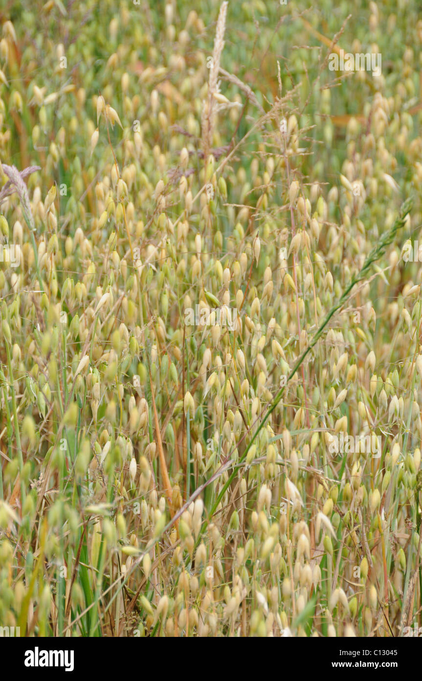 Field of oats Stock Photo - Alamy