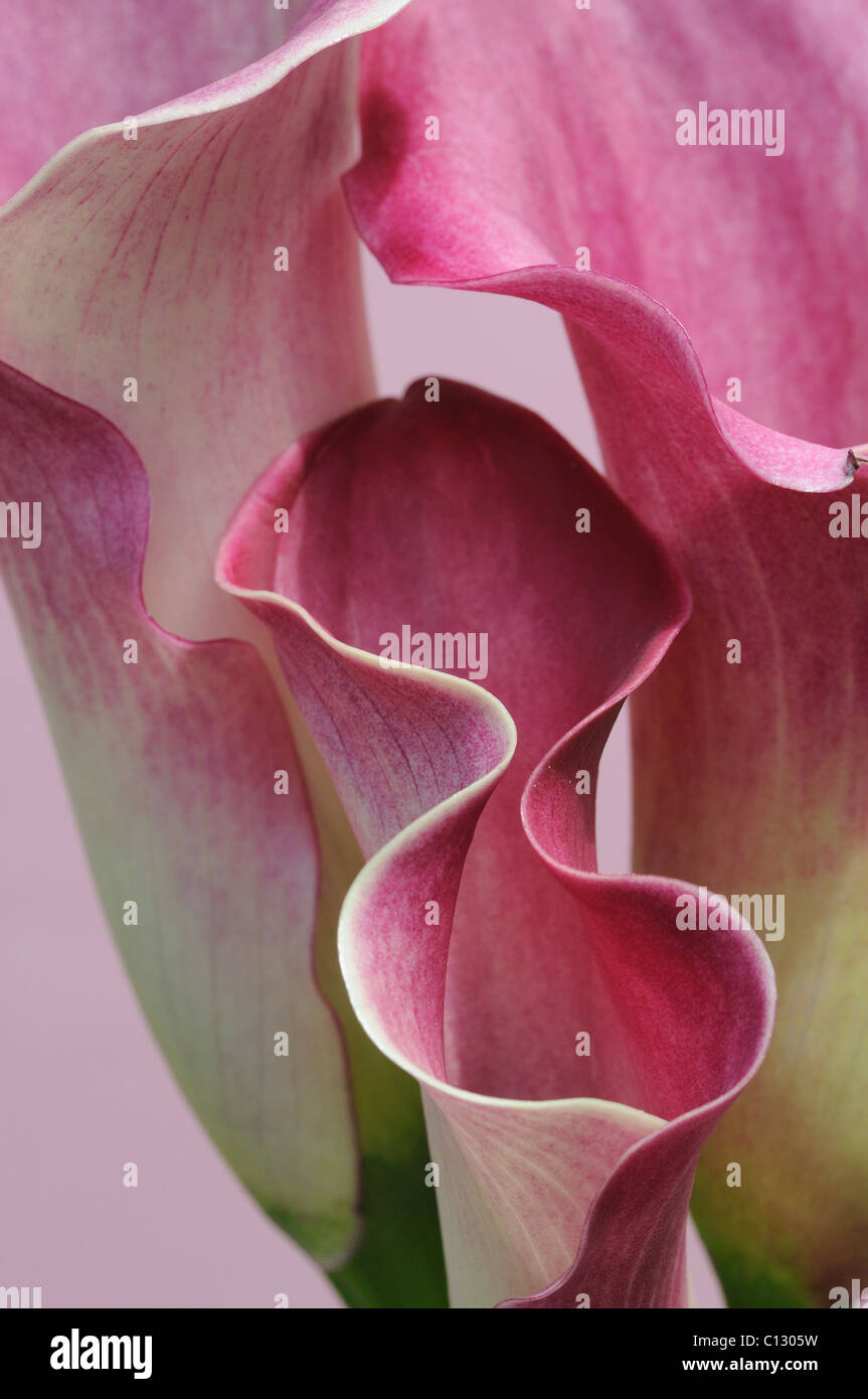Close up of a group of three calla lillies on a pink background Stock ...