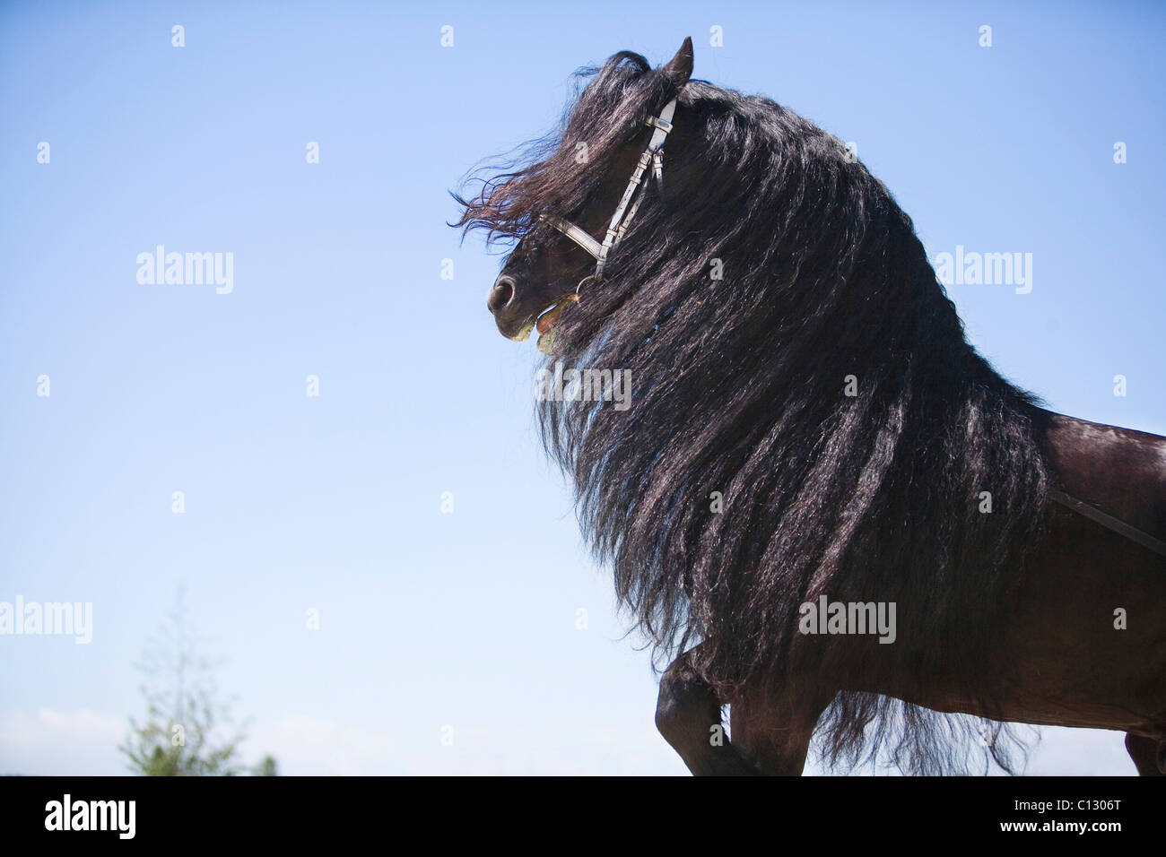 black horse with long mane Stock Photo - Alamy