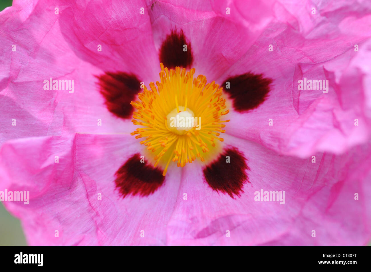 Up close of a flower hi-res stock photography and images - Alamy