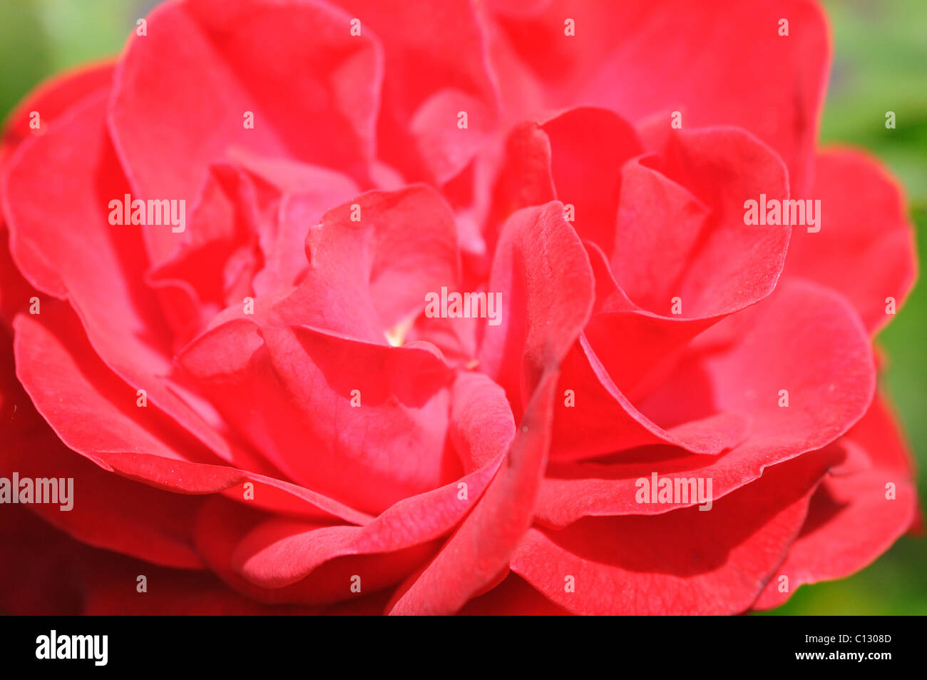 Center of rose hi-res stock photography and images - Alamy