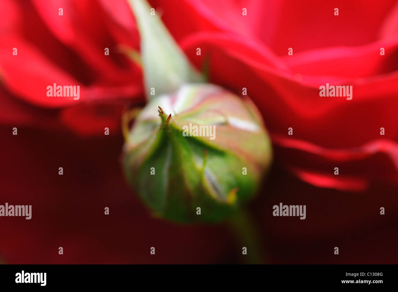 Rose bud hi-res stock photography and images - Alamy