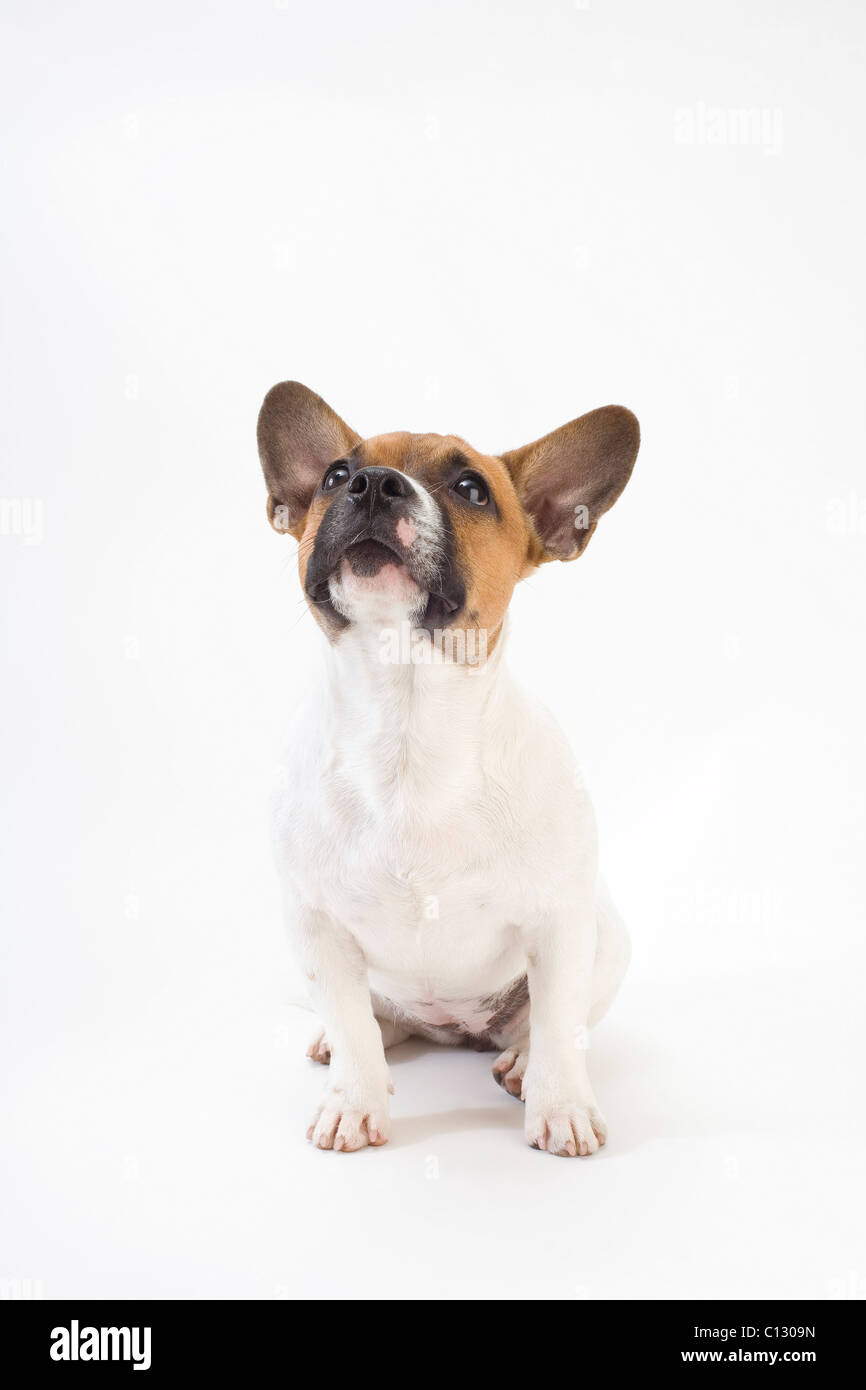 Wistful animal hi-res stock photography and images - Alamy