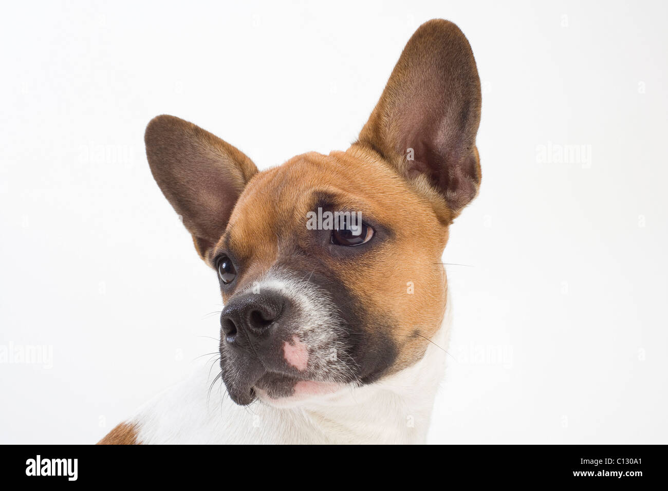 Mongrel puppy hi-res stock photography and images - Alamy