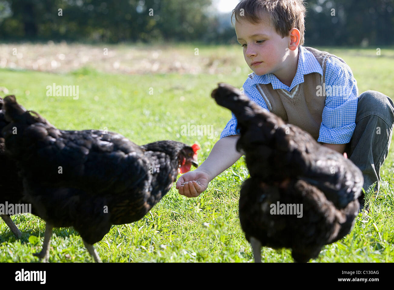 young boy feeding chicken Stock Photo - Alamy