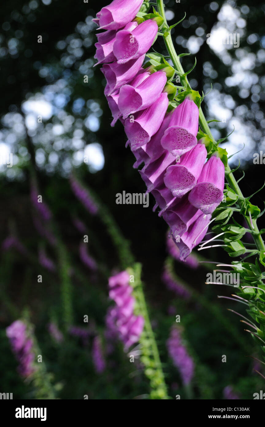 Foxgloves in woodland Stock Photo - Alamy