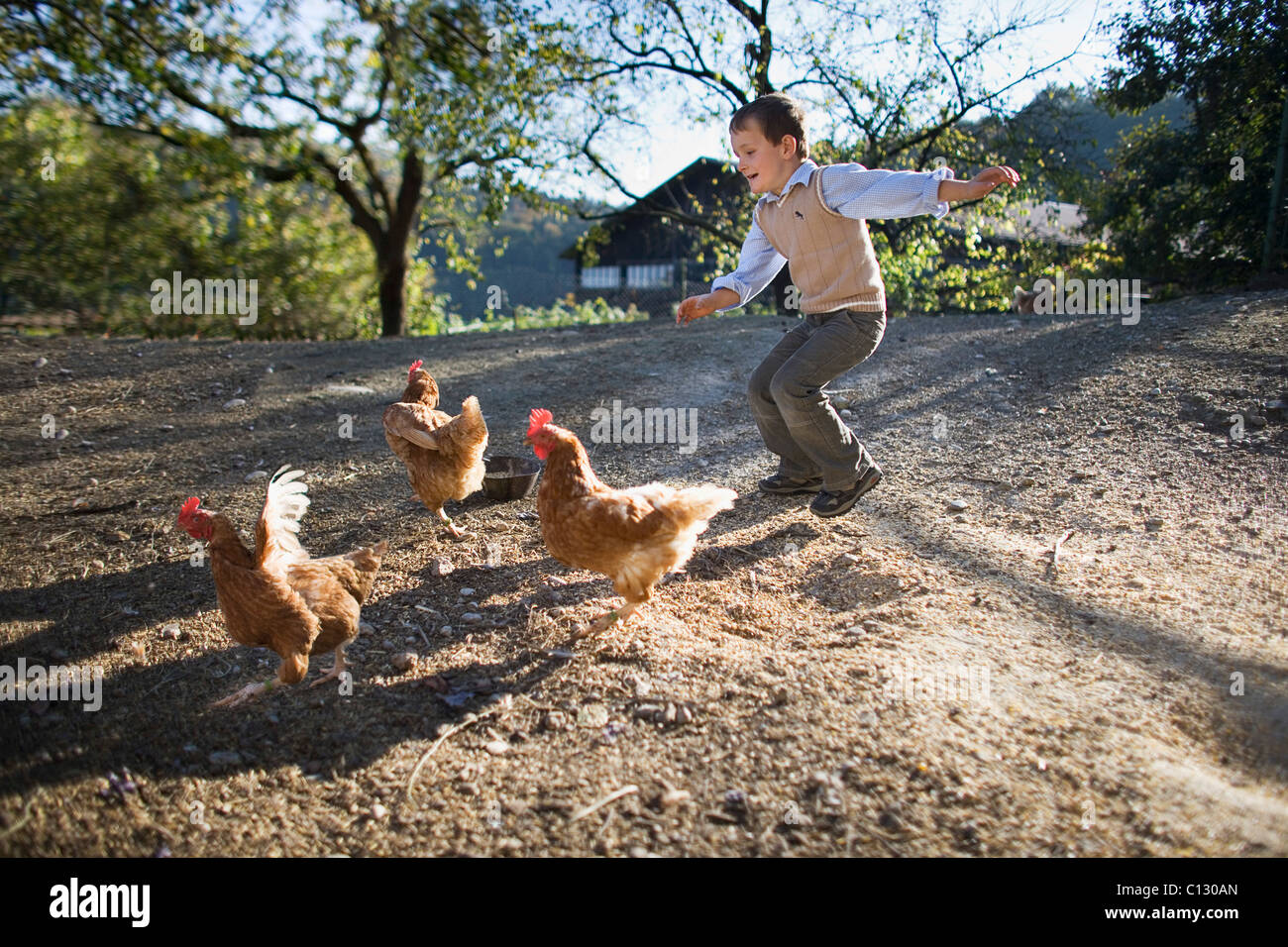 young boy chasing chicken on farm Stock Photo - Alamy
