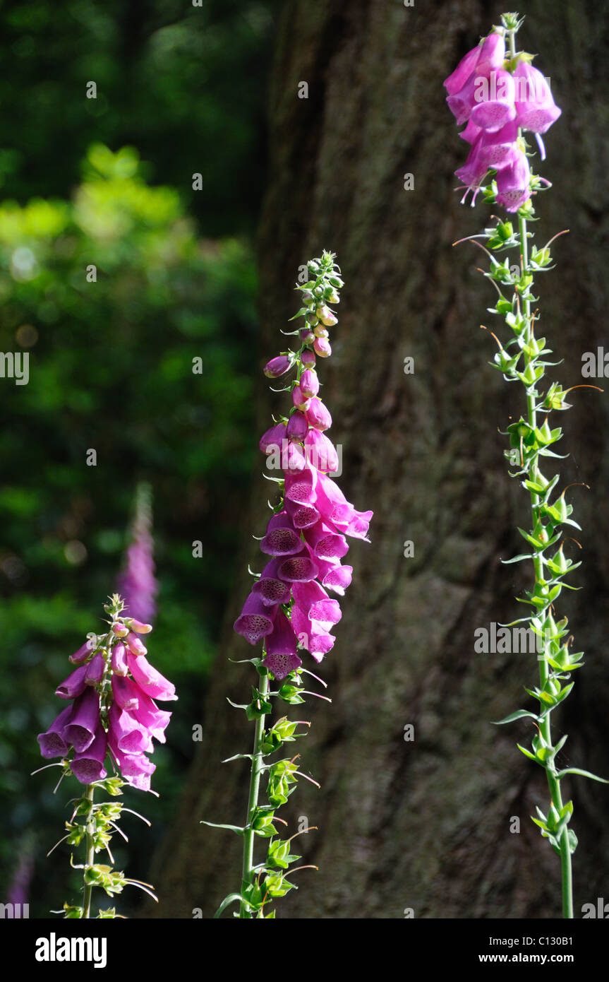 Foxgloves in woodland Stock Photo - Alamy