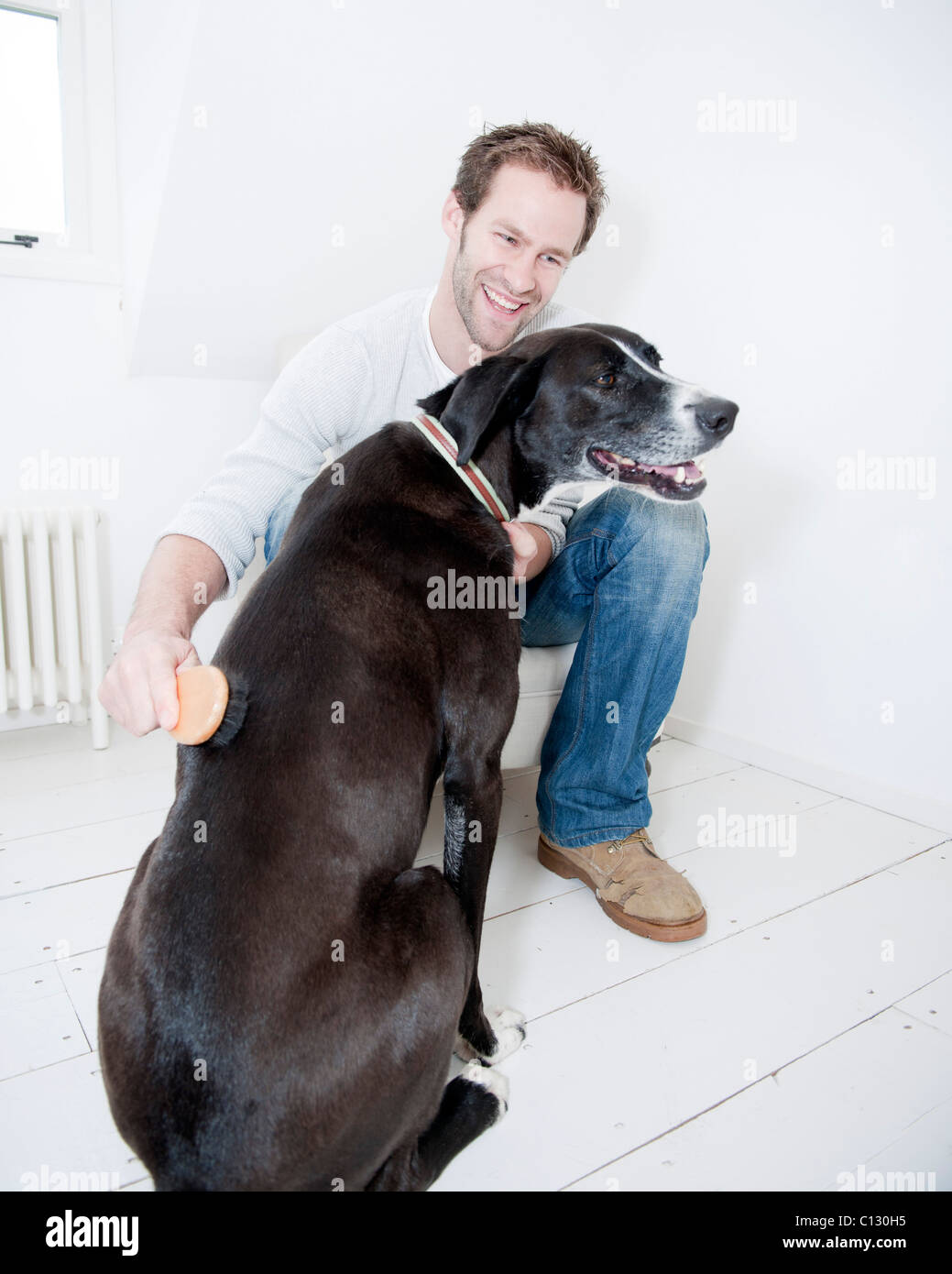 Grooming dog hi-res stock photography and images - Alamy