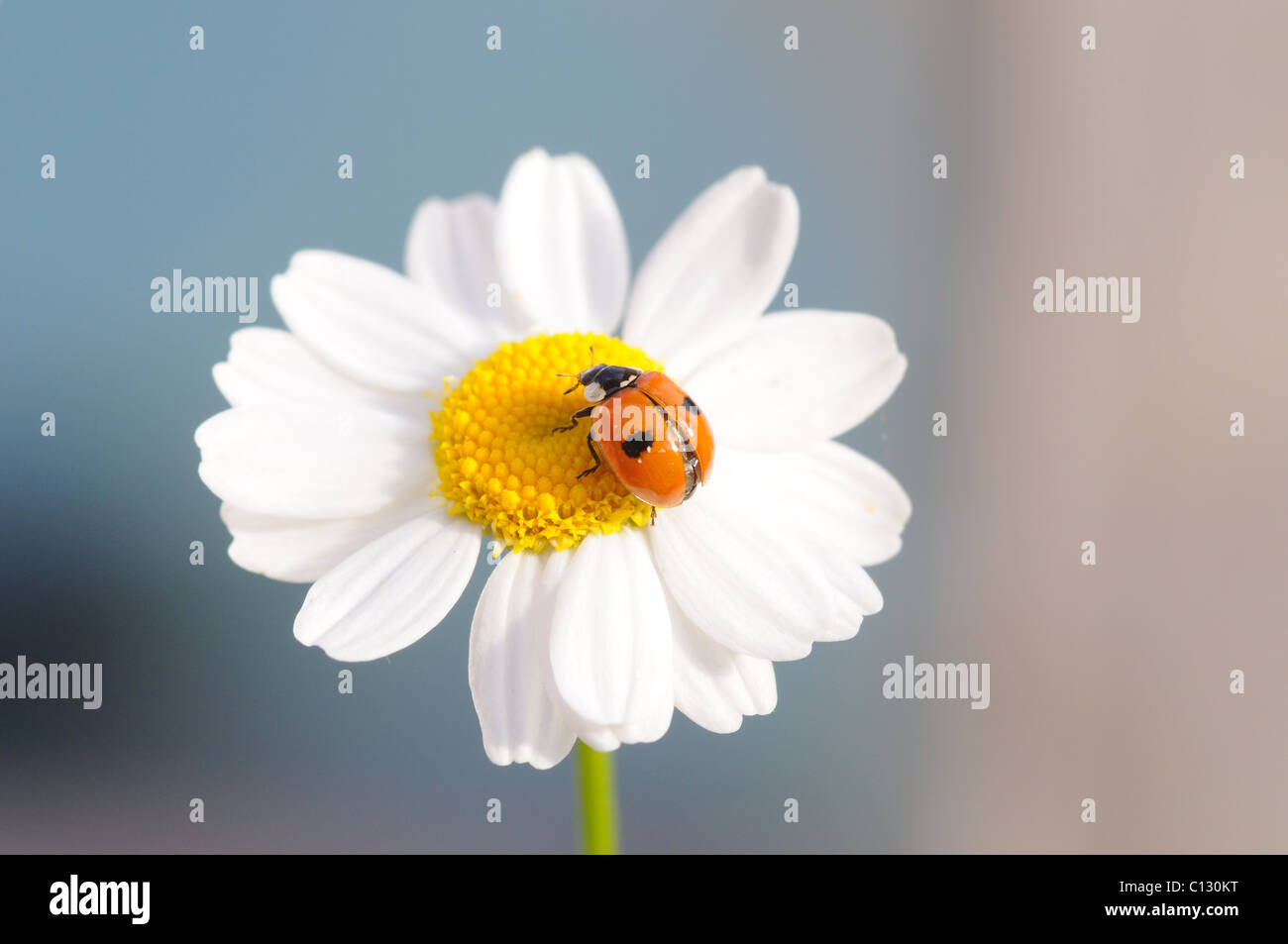 Ladybird on a daisy Stock Photo - Alamy