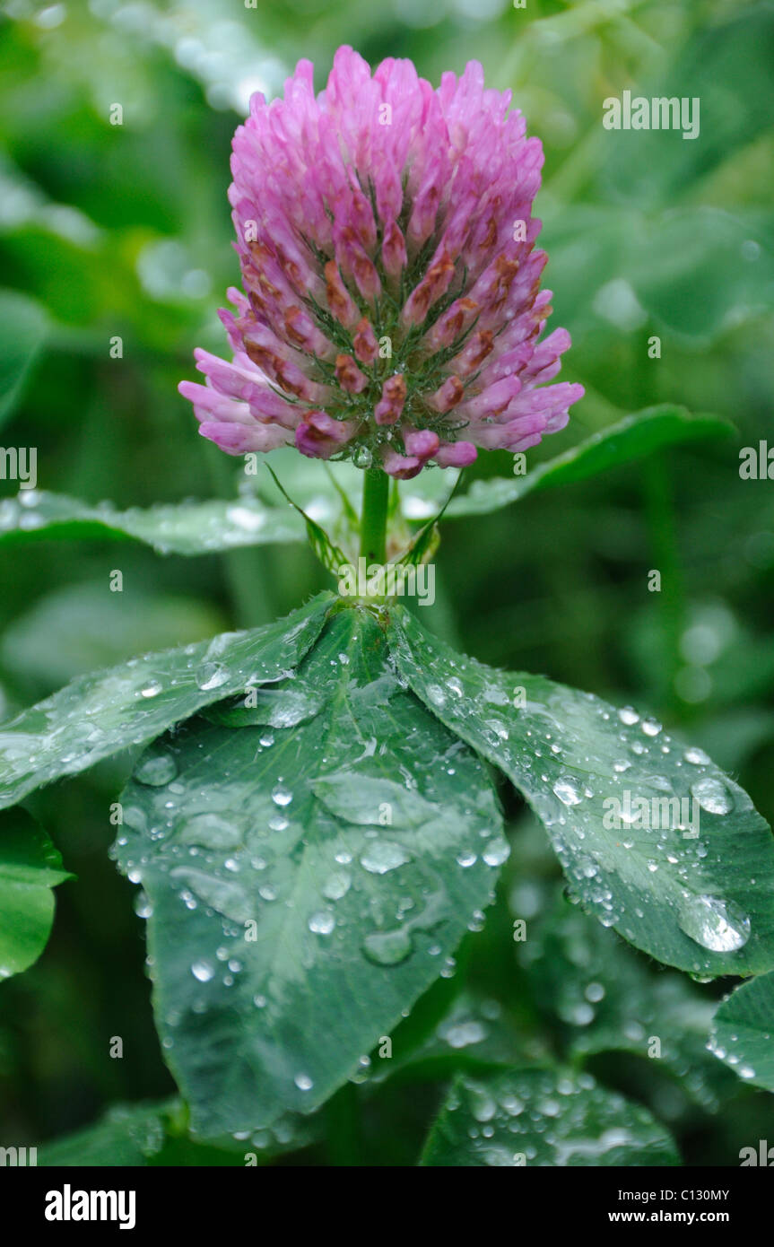 Clover feed hi-res stock photography and images - Alamy