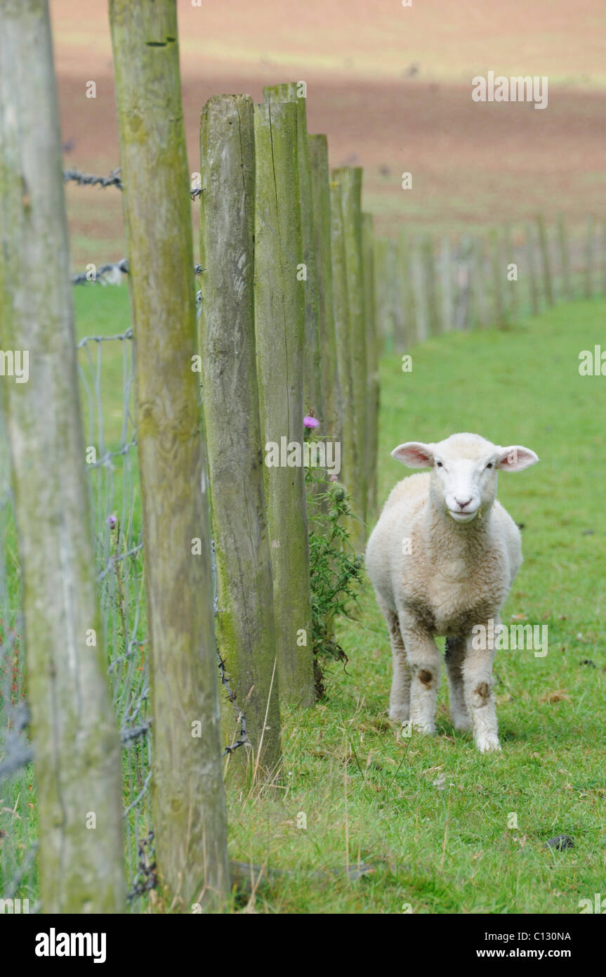 Lamb next to barbed wire fence Stock Photo - Alamy