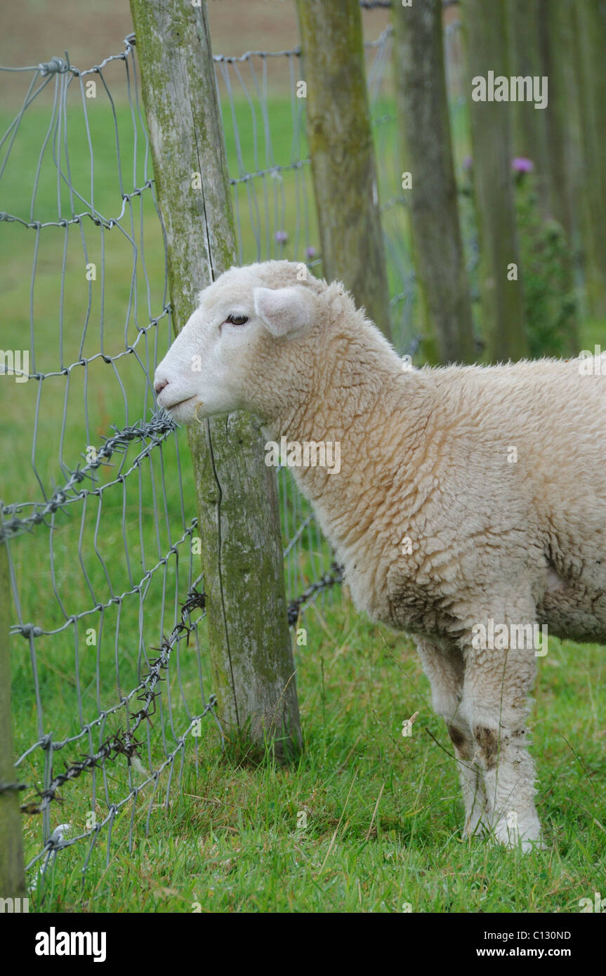 Through the wire hi-res stock photography and images - Alamy