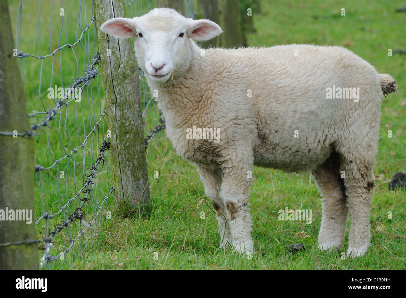 Lamb next to barbed wire fence Stock Photo - Alamy