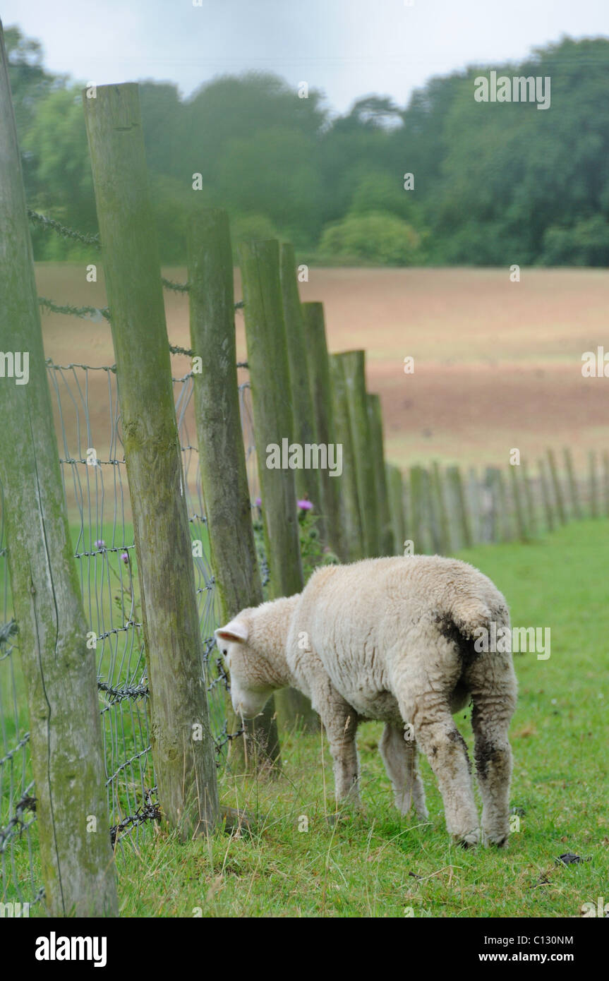 Sheep next to fence hi-res stock photography and images - Alamy