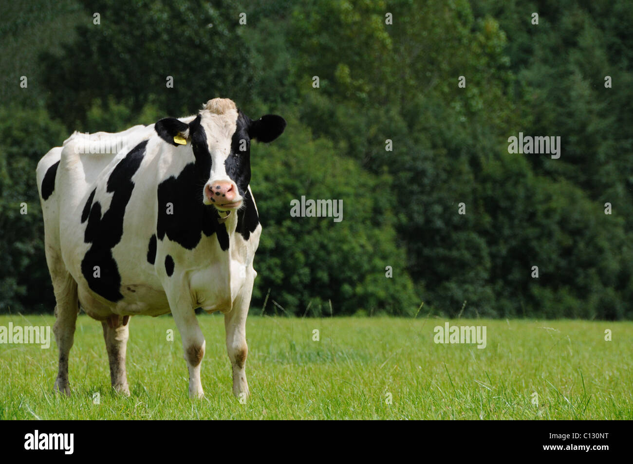 Tagged cow in field Stock Photo - Alamy