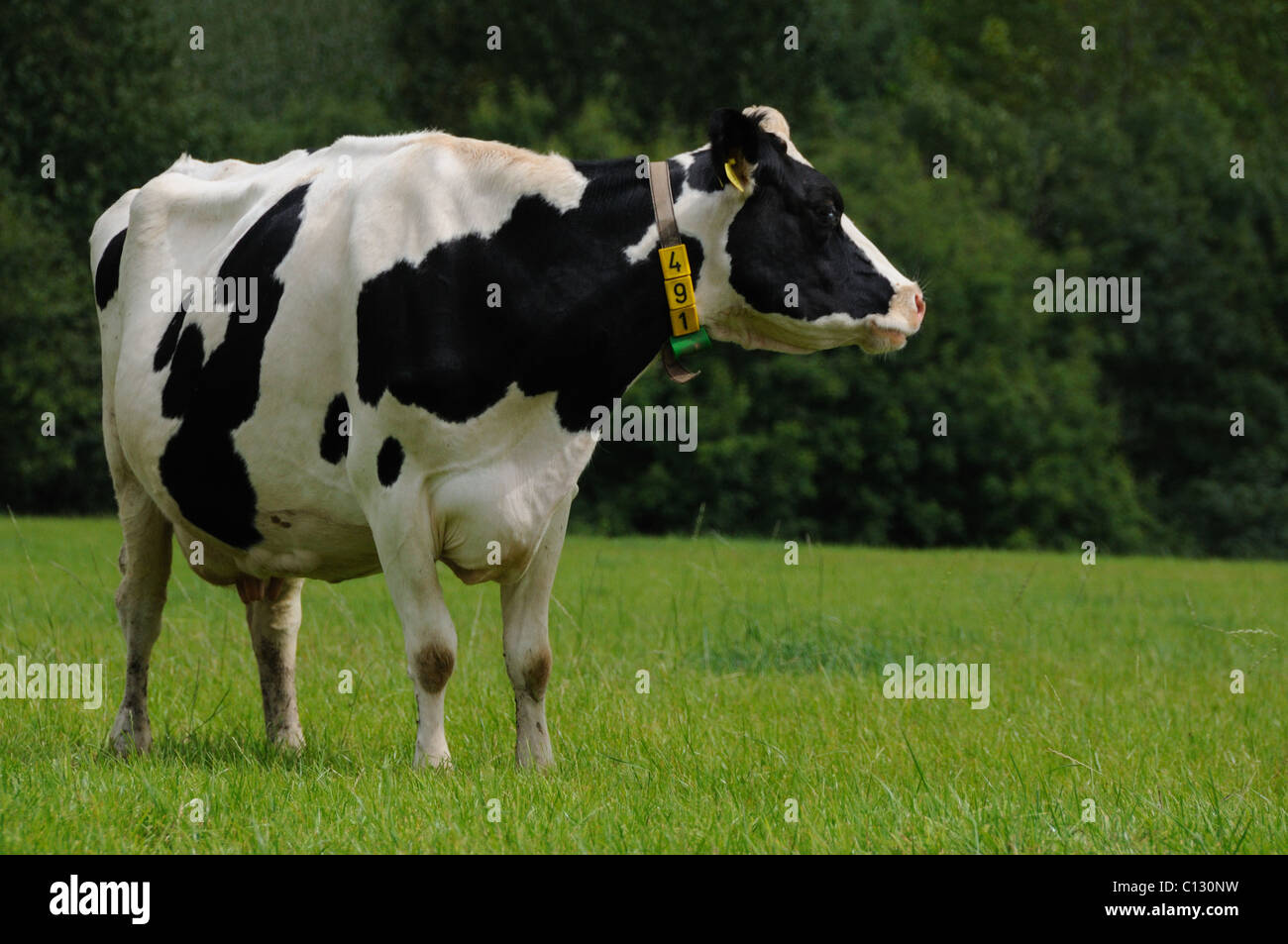Tagged cow in field Stock Photo - Alamy