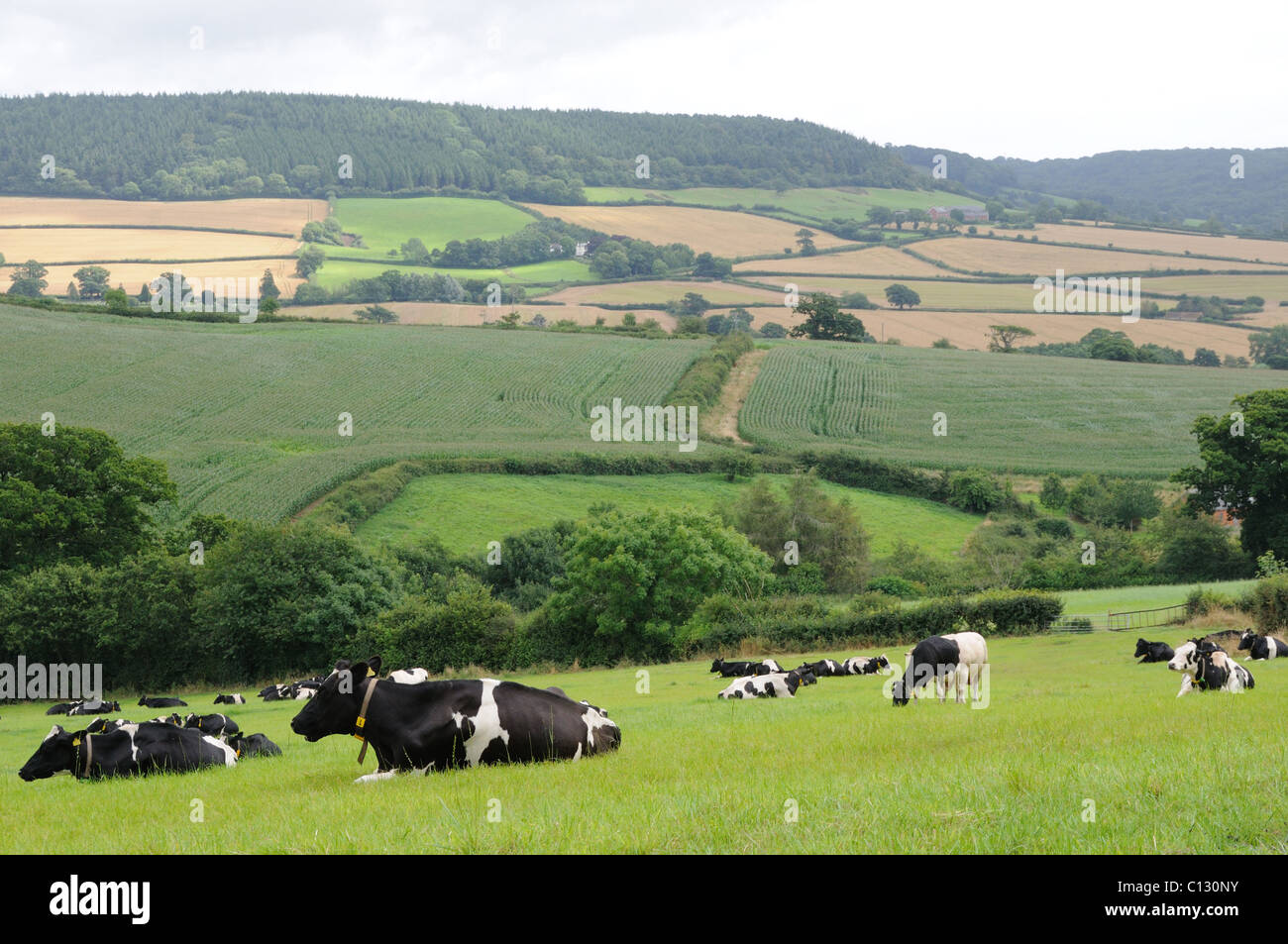 Cow chewing its cud hi-res stock photography and images - Alamy