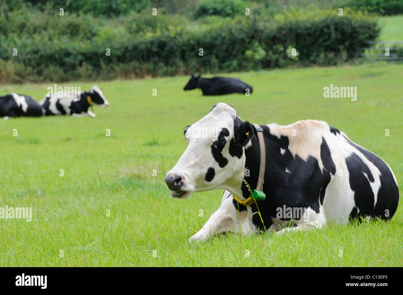 Cow chewing cud hi-res stock photography and images - Alamy