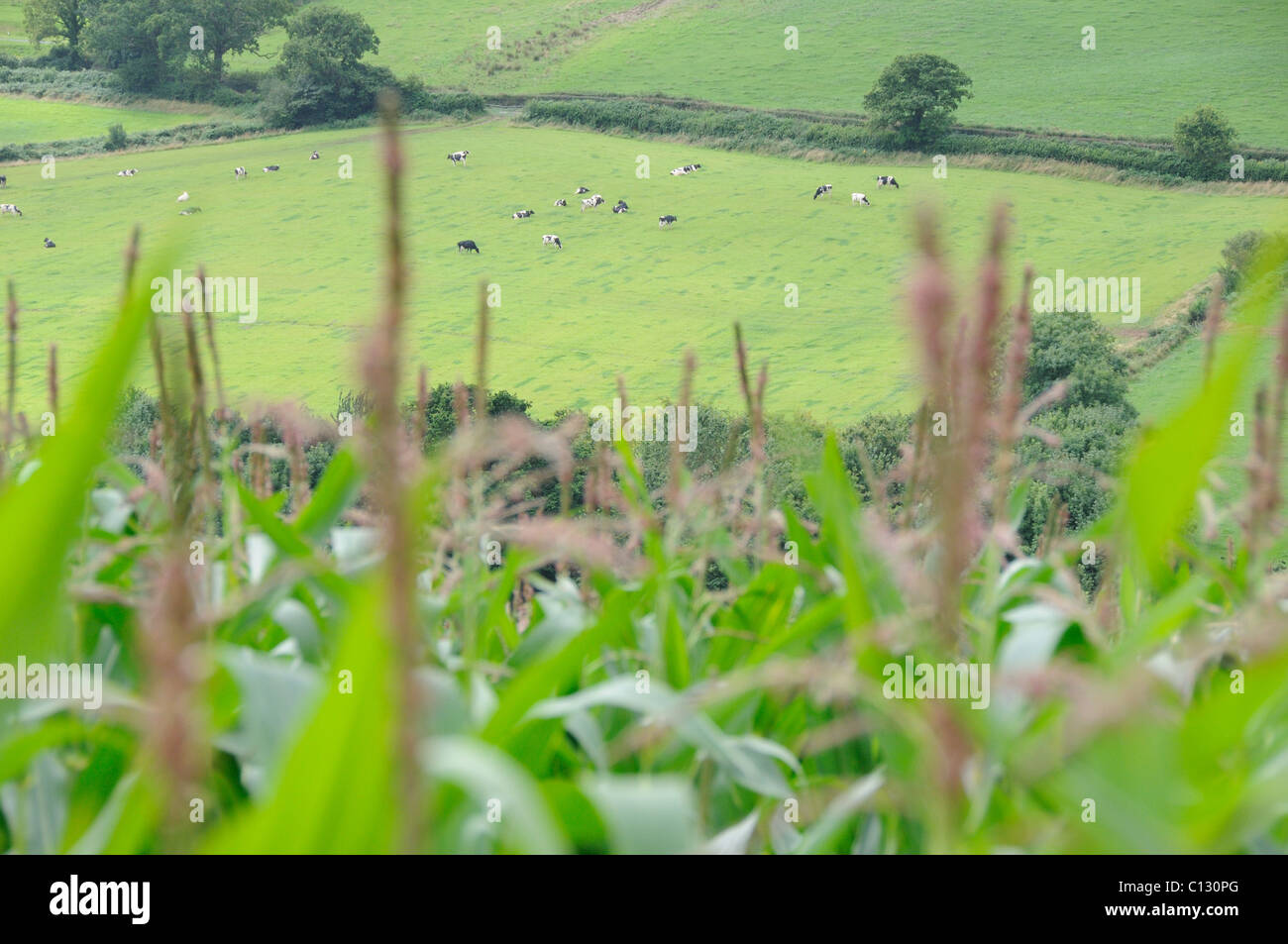 Maize for dairy cows hi-res stock photography and images - Alamy